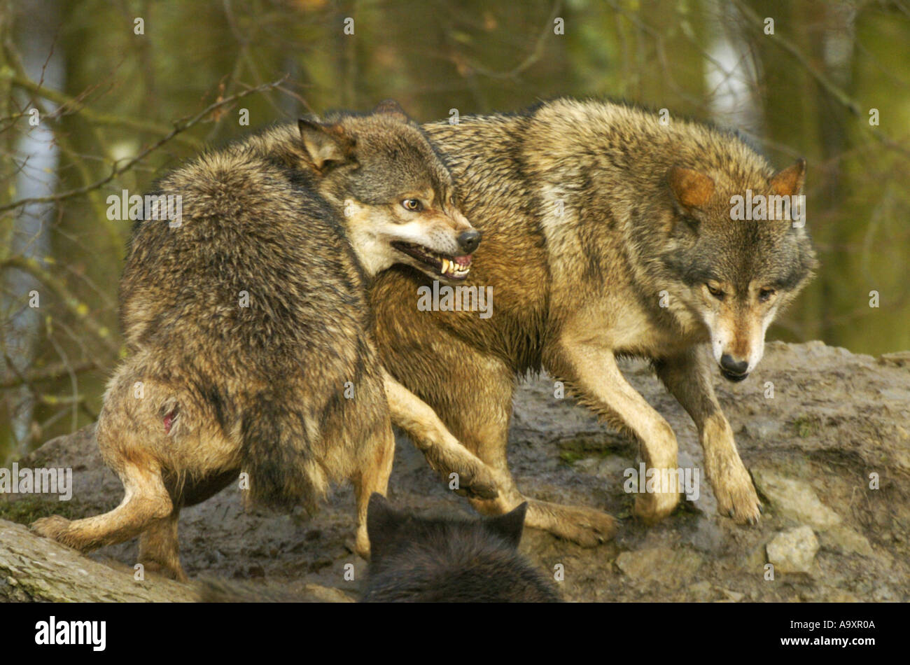 Two fighting wolves hi-res stock photography and images - Alamy