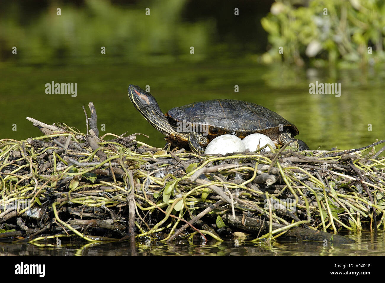 red-eared turtle, red-eared slider (Pseudemys scripta elegans ...