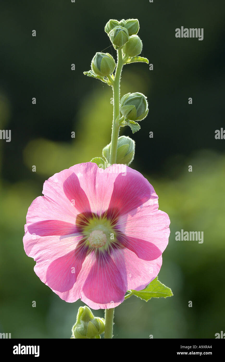 holly hock, hollyhock (Alcea rosea, Althaea rosea), blossom in back light, Germany Stock Photo ...