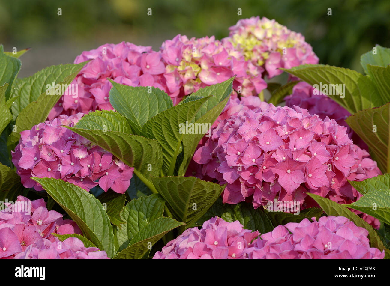 garden hydrangea, lace cap hydrangea (Hydrangea macrophylla), blooming ...