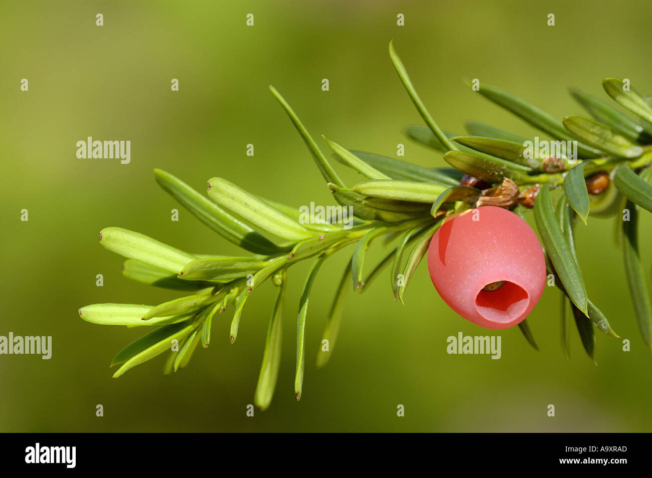 common yew (Taxus baccata), branch with ripe seed with aril, Germany ...