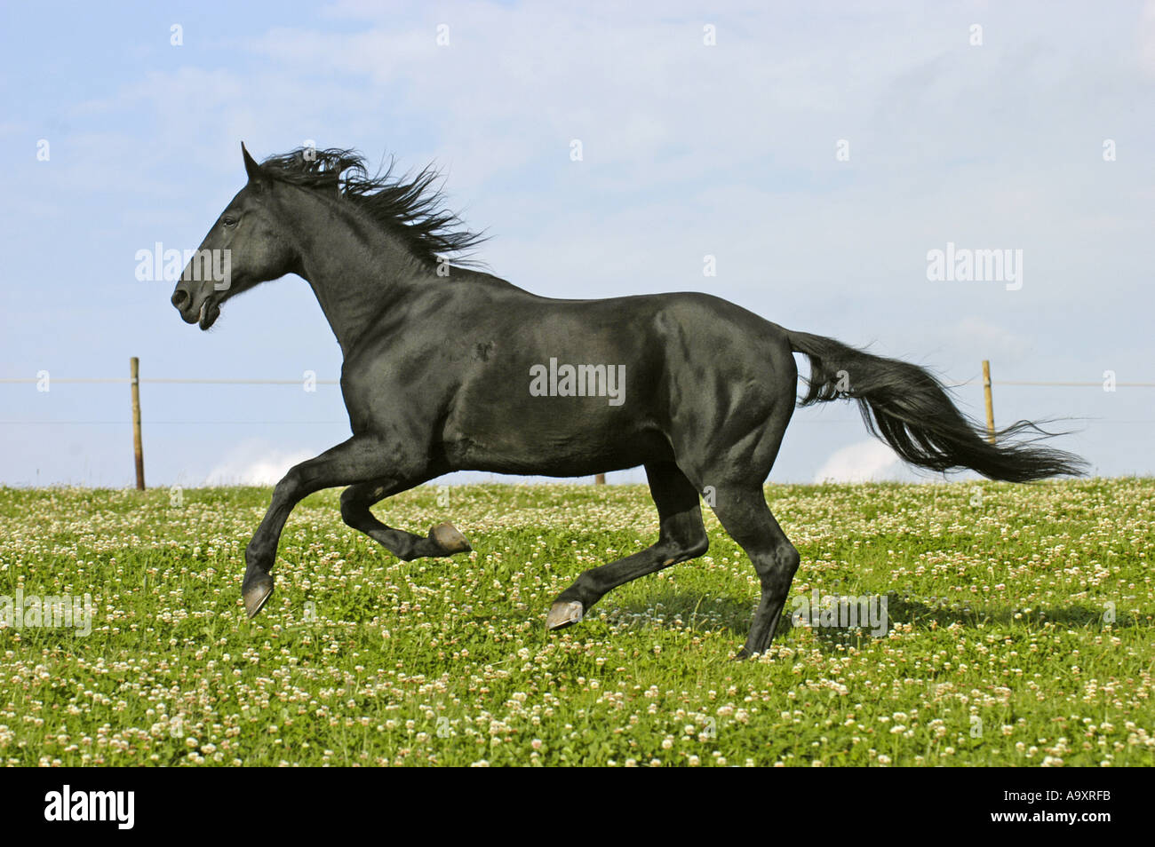 Galloping Horse Side Stock Photos & Galloping Horse Side Stock Images ...