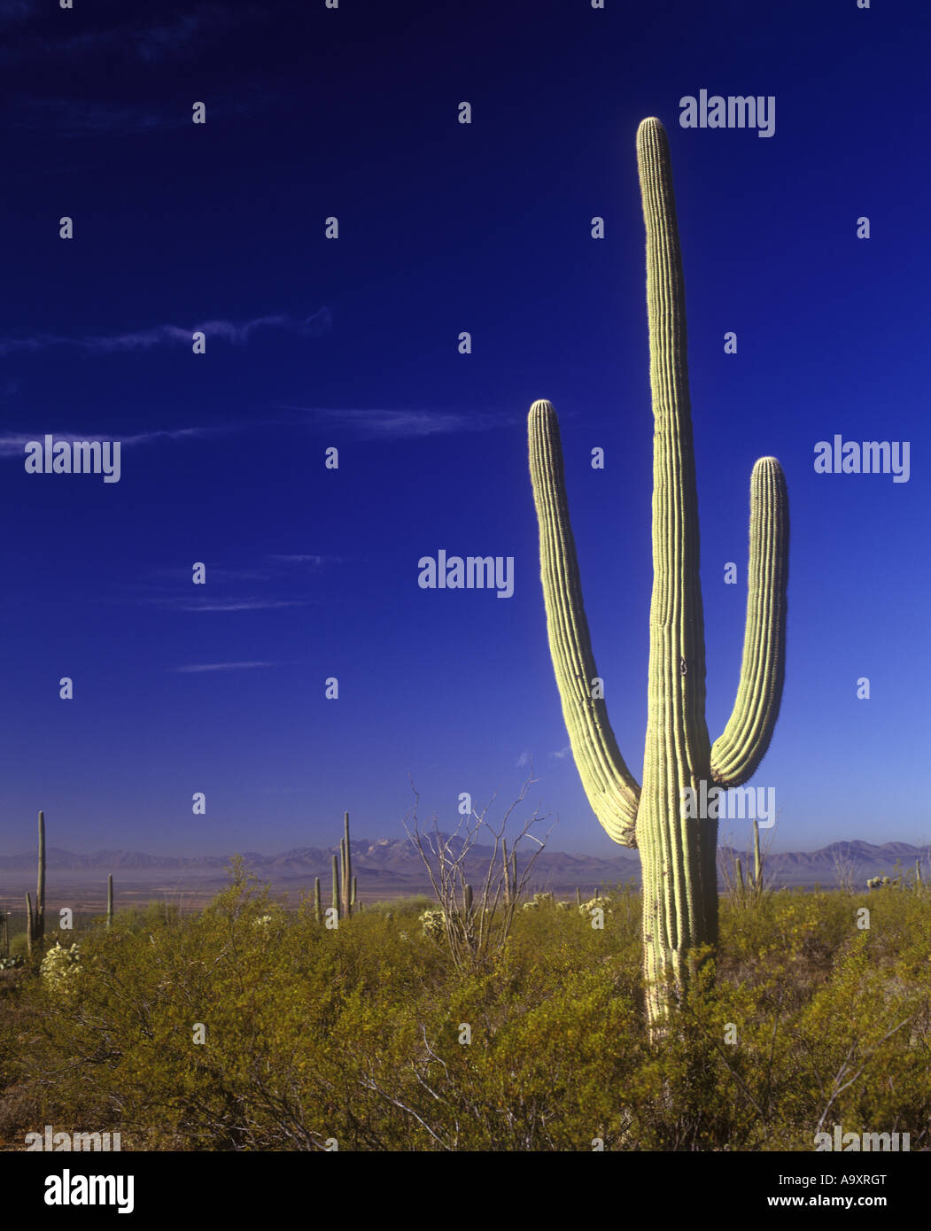 SCENIC TALL SAGUARO CACTUS SAGUARO NATIONAL MONUMENT ARIZONA USA Stock ...