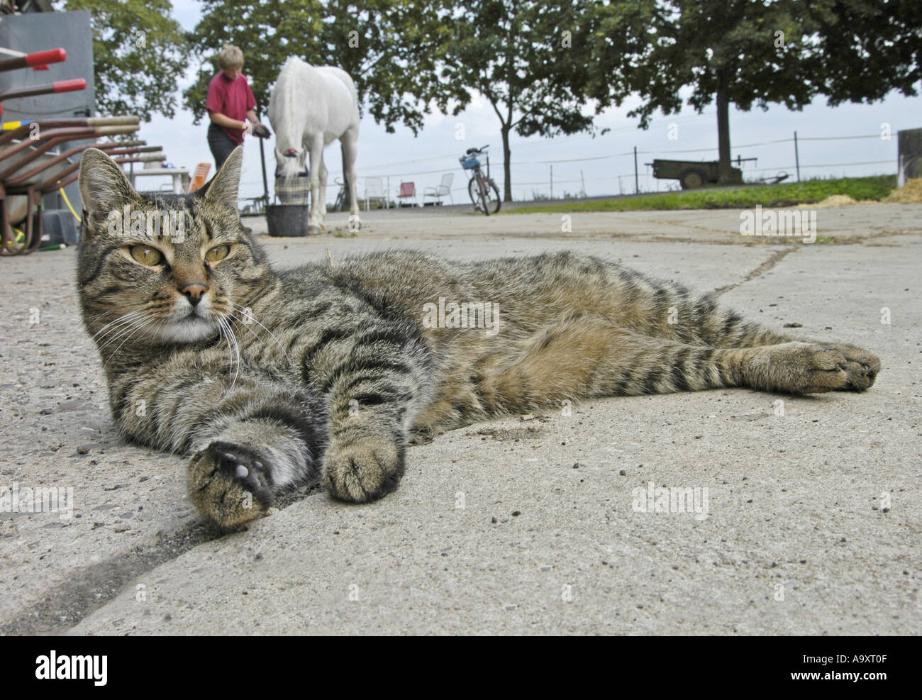 Cats farm hi-res stock photography and images - Alamy