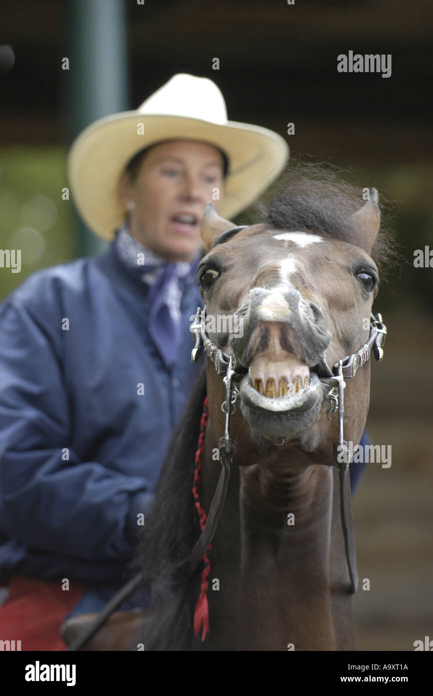American saddlebred horse lisa rosenberger hi-res stock photography and ...