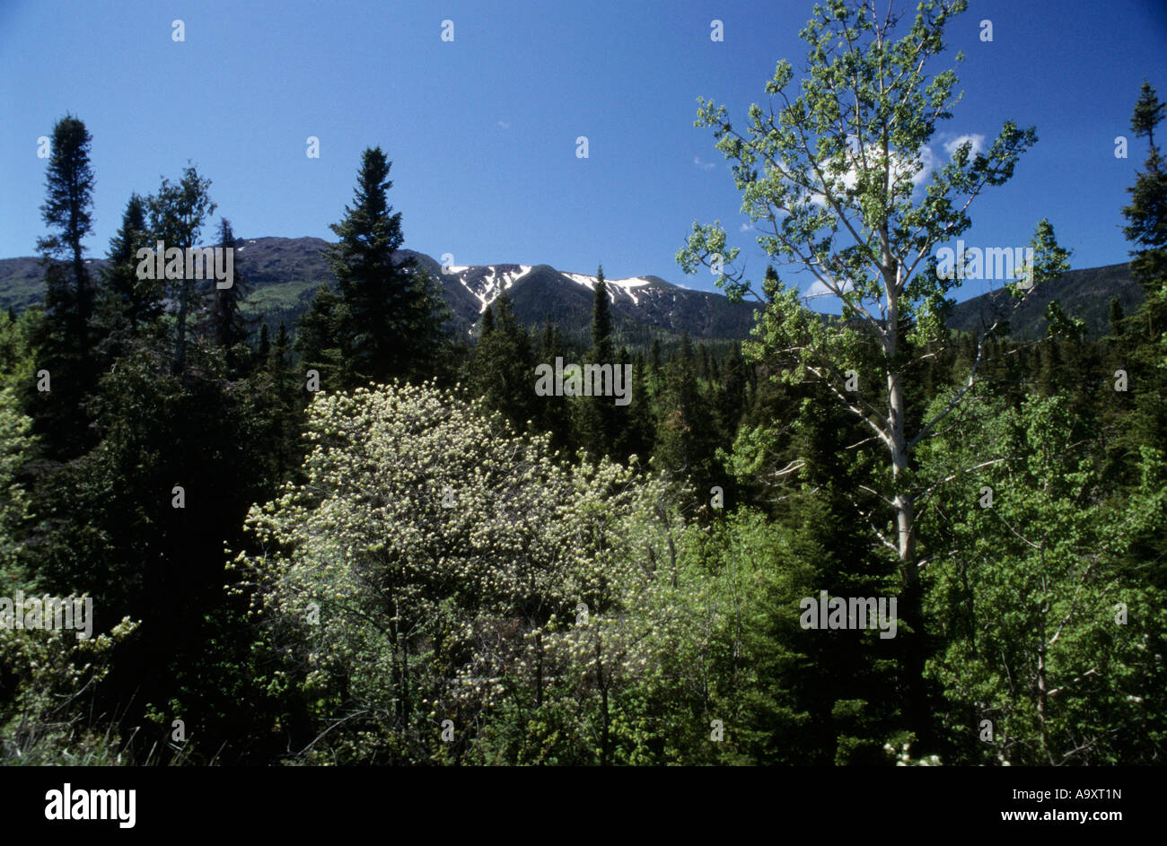 Mont Albert Gaspe National park Gaspesie Quebec canada Stock Photo - Alamy
