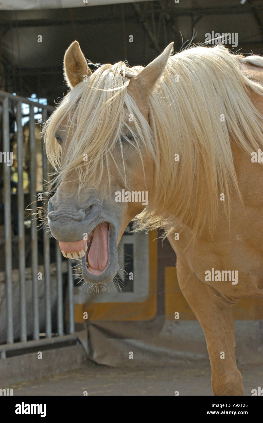 Paso Peruano (Equus przewalskii f. caballus), stallion yawning Stock ...