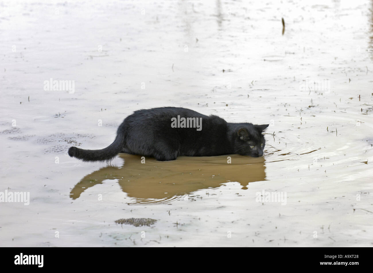 domestic cat (Felis silvestris f. catus), standing in a puddle Stock ...