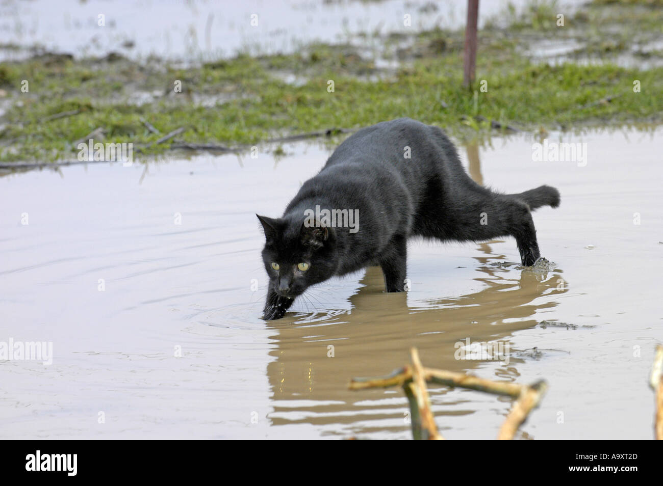 Slop cat hi-res stock photography and images - Alamy