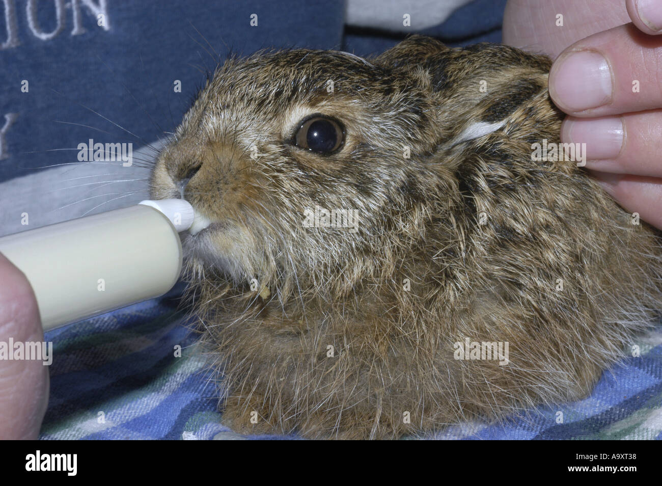 European hare (Lepus europaeus), young hare, rearing by hand Stock ...