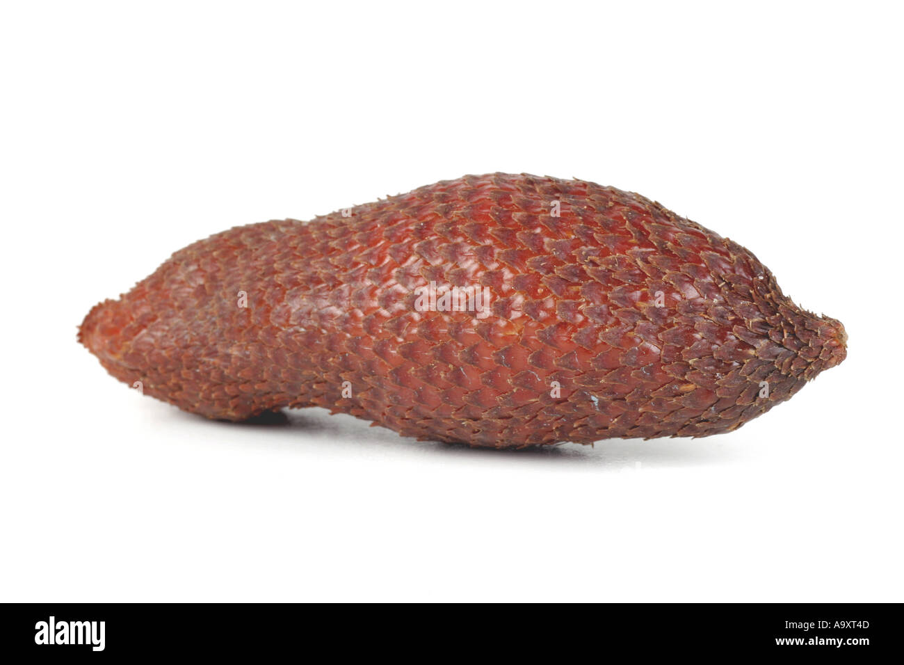 Snake palm Cut Out Stock Images & Pictures - Alamy