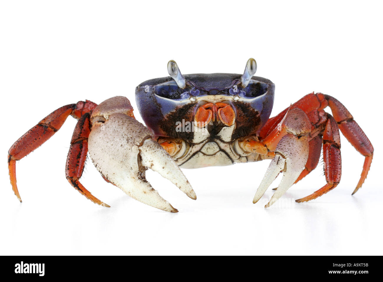 rainbow crab, West African rainbow crab (Cardisoma armatum Stock Photo ...