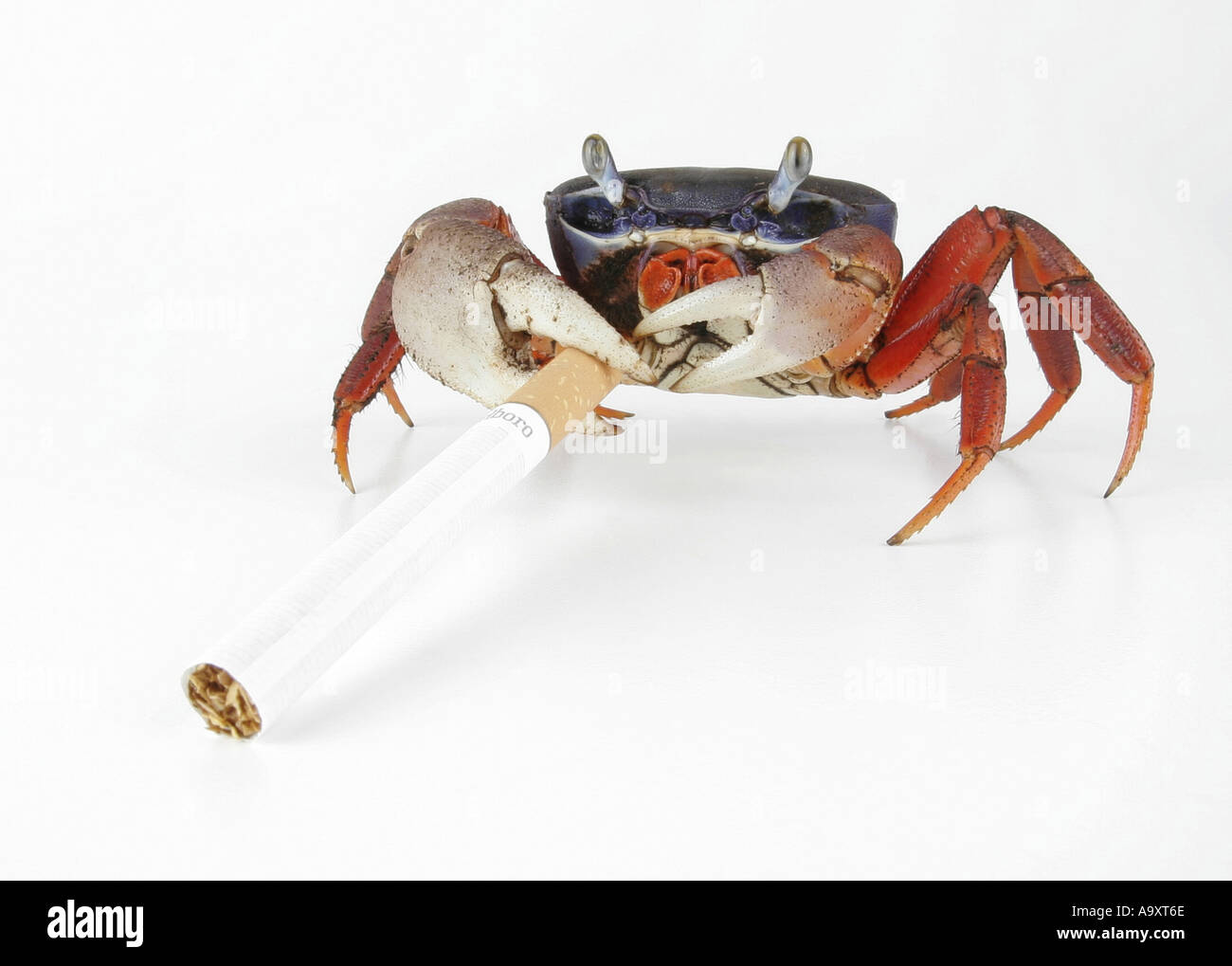 rainbow crab, West African rainbow crab (Cardisoma armatum), with ...