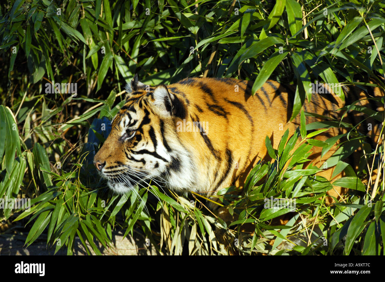 Sumatran tiger prowling hi-res stock photography and images - Alamy