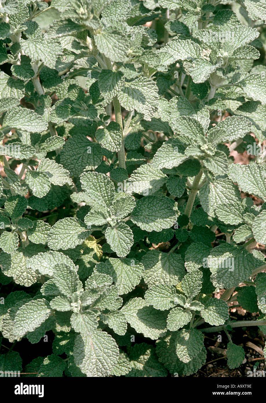 White Horehound Marrubium Vulgare High Resolution Stock Photography and ...