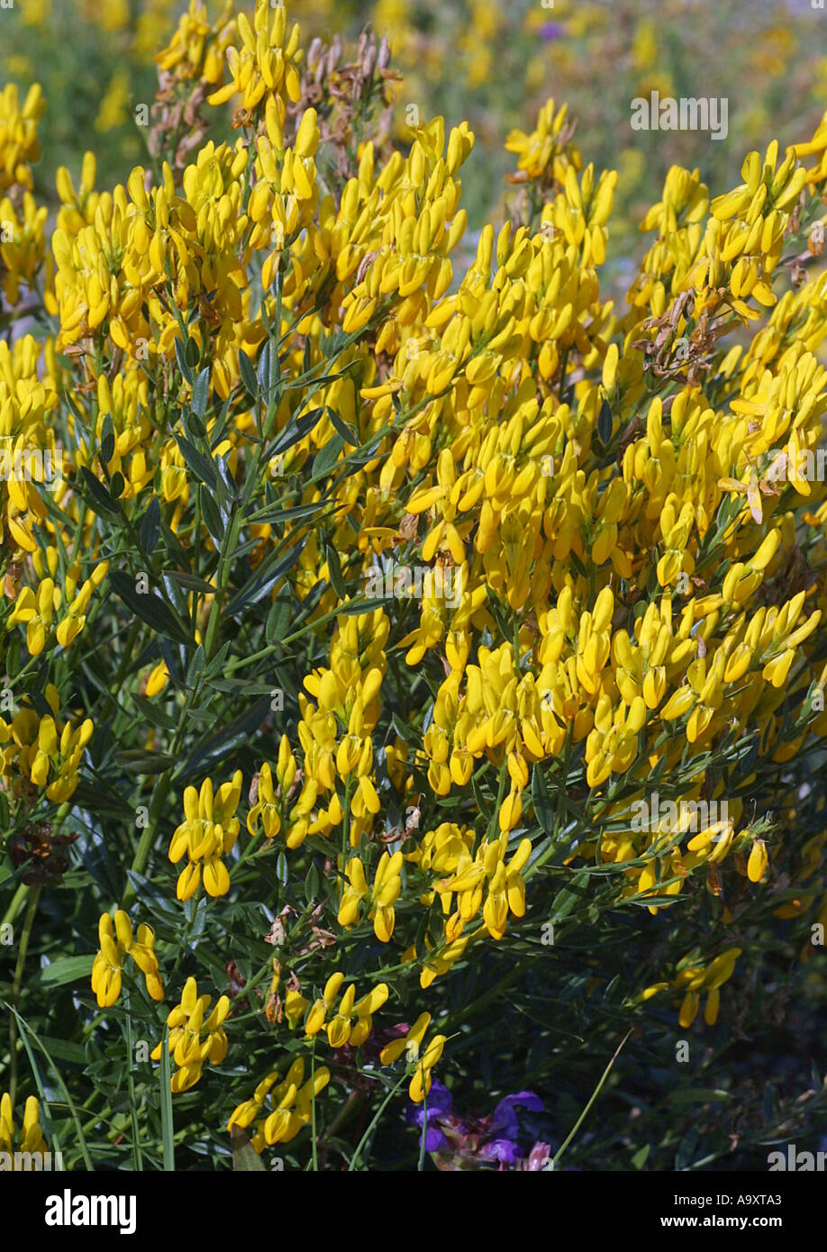Dwarf genista hi-res stock photography and images - Alamy