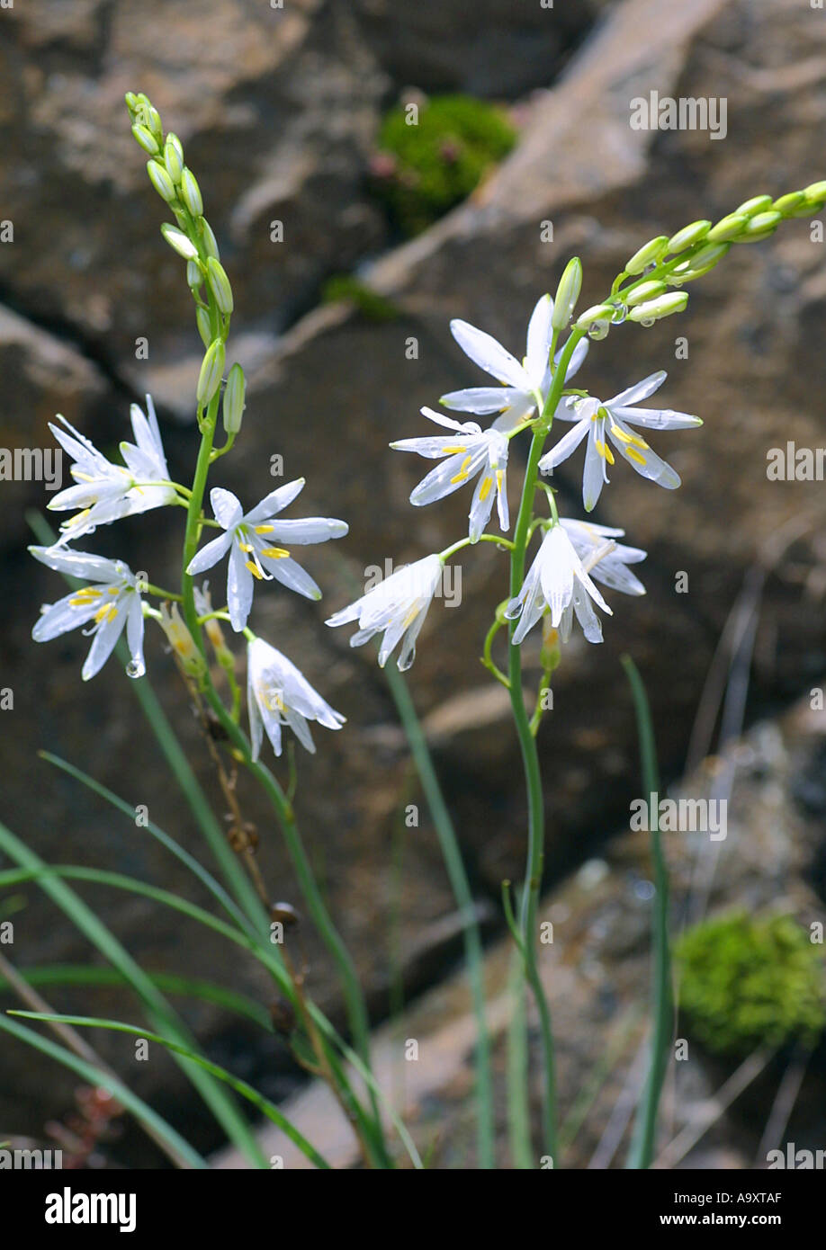 St. Bernard's lily (Anthericum liliago), blooming Stock Photo - Alamy