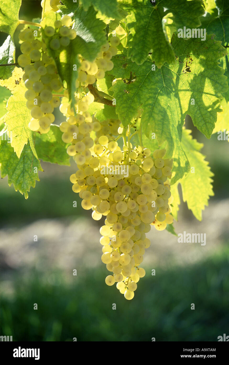 GRAPEVINE SAINT PREUIL VINEYARD GRANDE CHAMPAGNE DE COGNAC CHARENTE ...