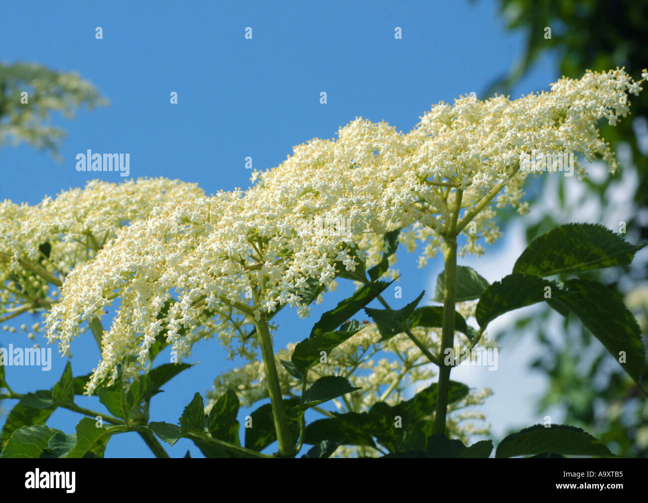 European black elder (Sambucus nigra), blooming Stock Photo - Alamy