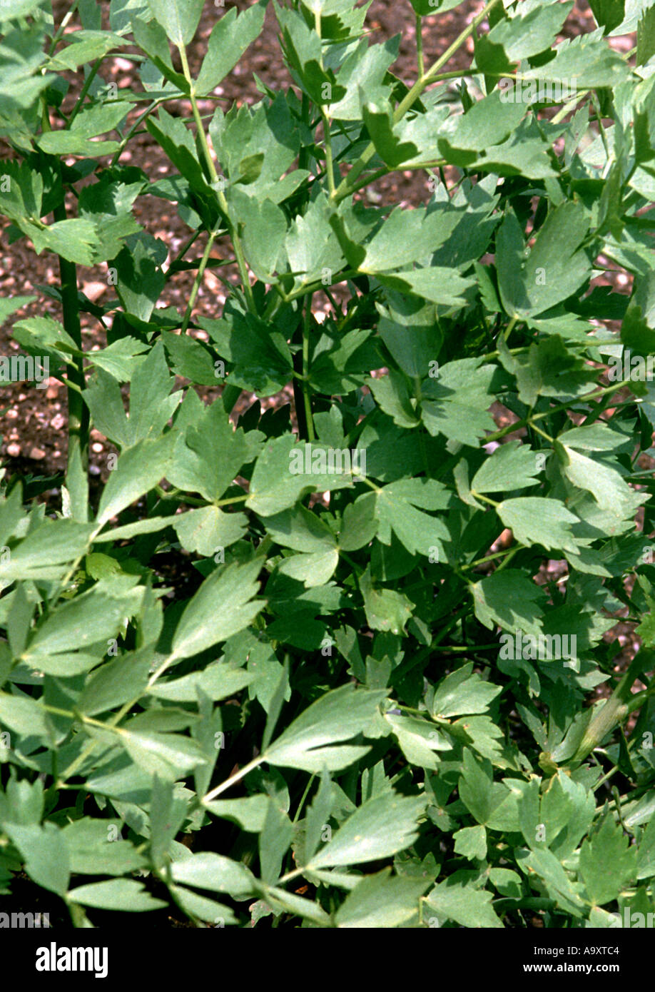 garden lovage, bladder seed (Levisticum officinale Stock Photo - Alamy