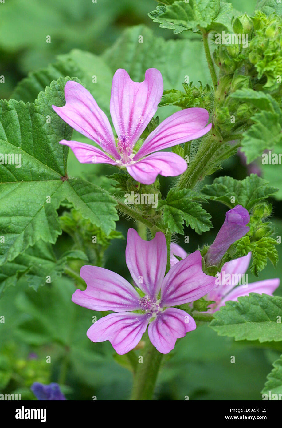 common mallow, blue mallow, high mallow, high cheeseweed (Malva ...