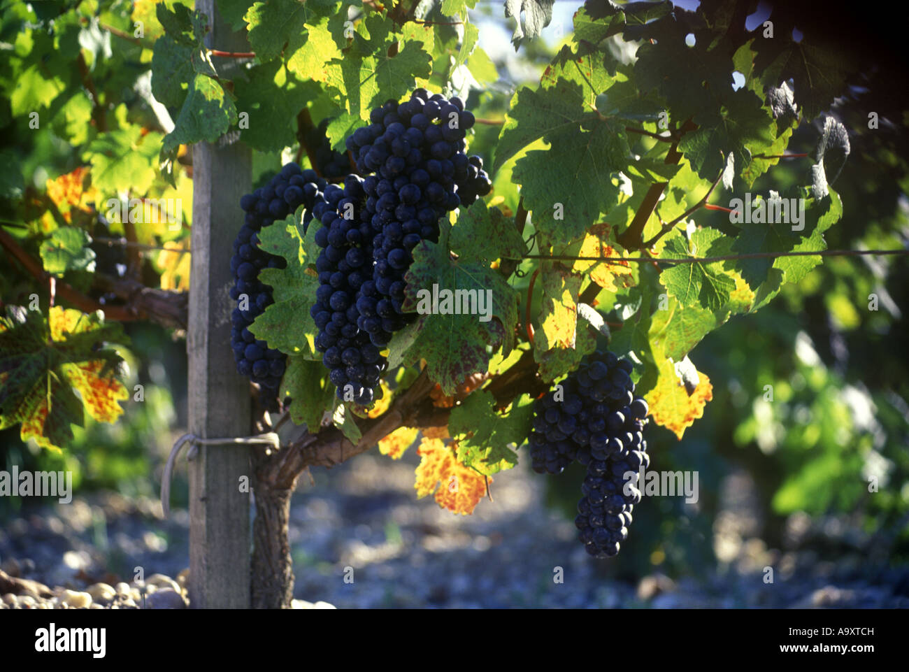 GRAPEVINE CHATEAU LATOUR VINEYARD PAUILLAC BORDEAUX FRANCE Stock Photo ...