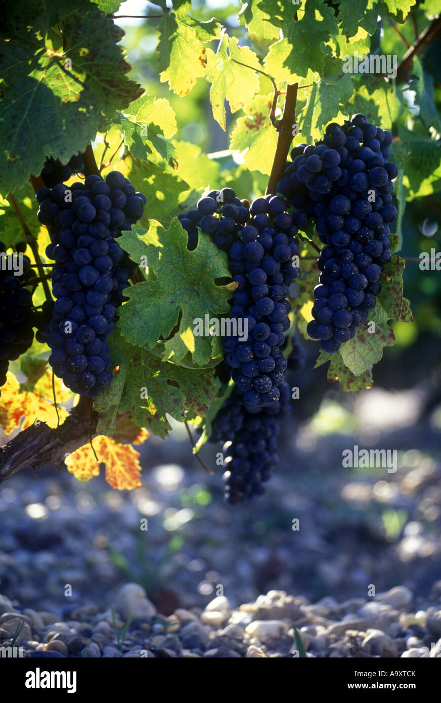 GRAPEVINE CHATEAU LATOUR VINEYARD PAUILLAC BORDEAUX FRANCE Stock Photo ...