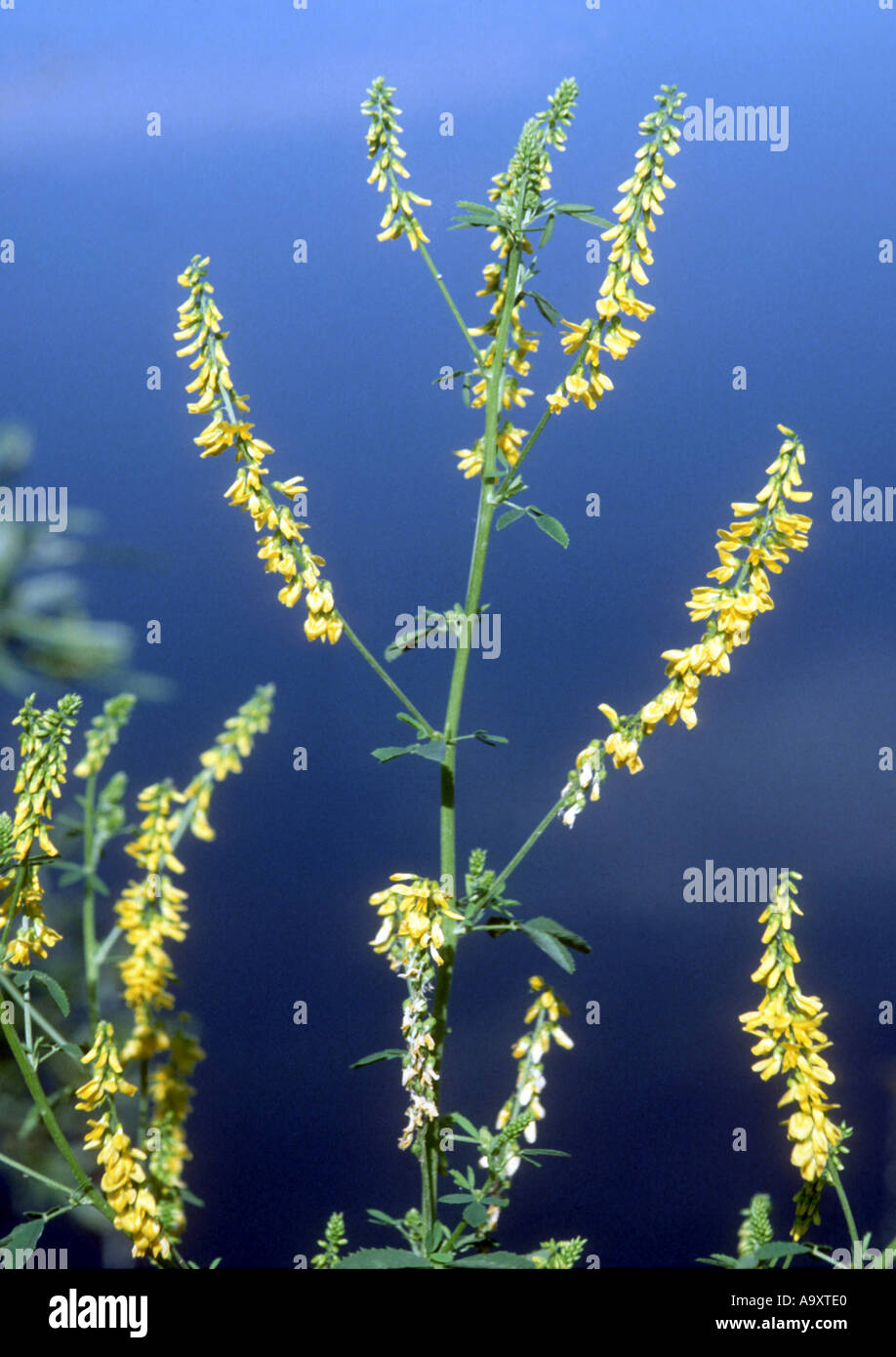 common melilot, ribbed melilot, yellow melilot, yellow sweetclover ...