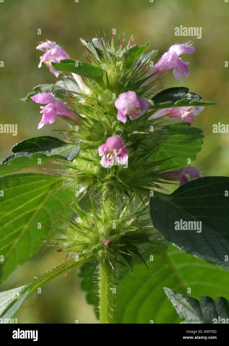 common hemp nettle, brittle-stem hempnettle (Galeopsis tetrahit ...