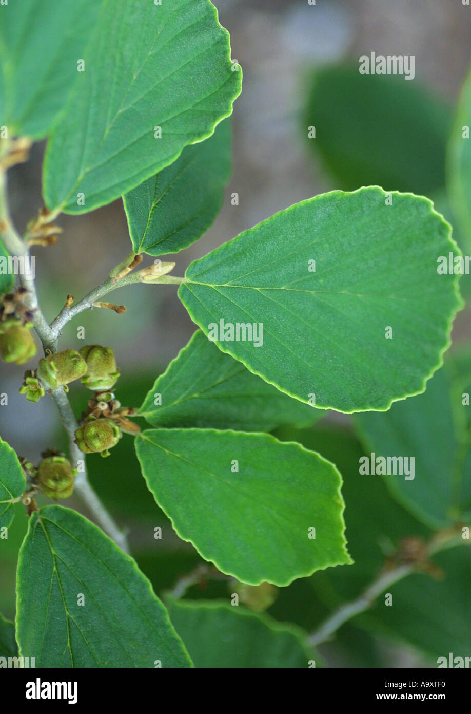 witch hazel, American witch-hazel (Hamamelis virginiana), leaf Stock ...