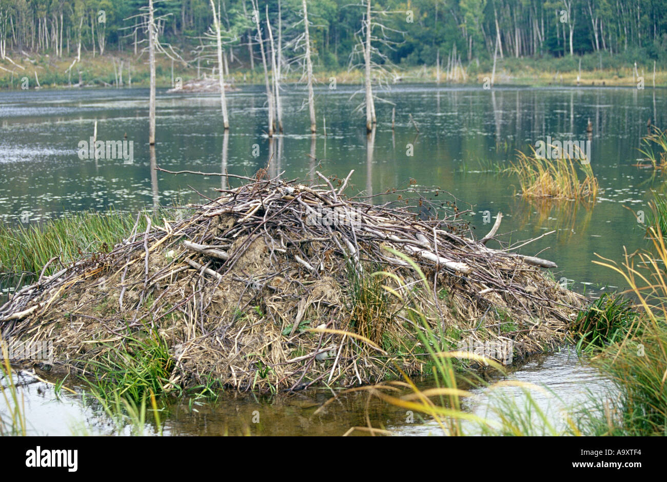 North American beaver, Canadian beaver (Castor canadensis), beaver's ...