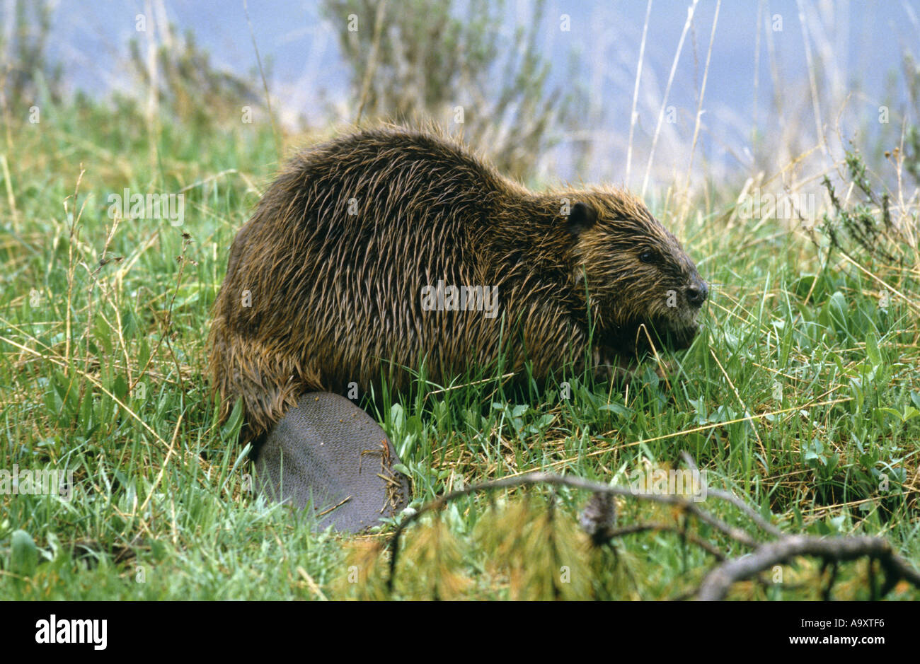 North American beaver, Canadian beaver (Castor canadensis), sitting on ...