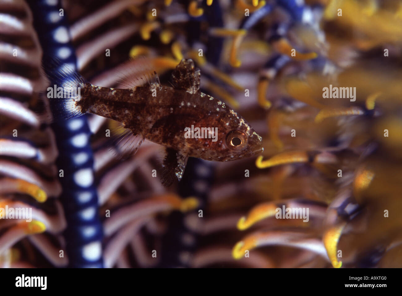 Bay Cardinal Fish Stock Photo - Alamy