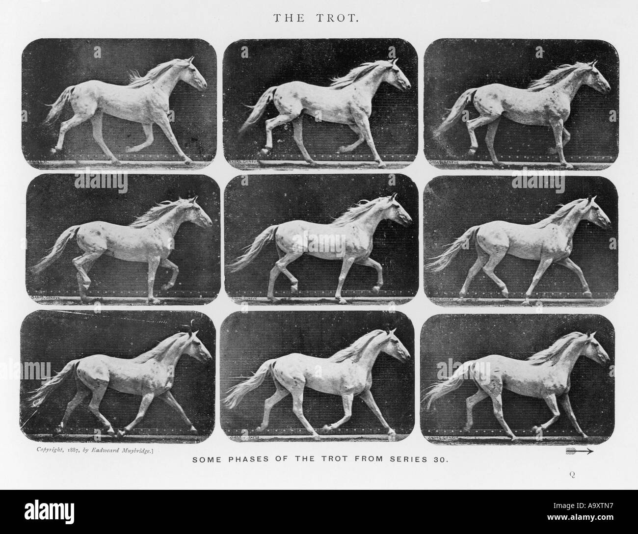 Muybridge hi-res stock photography and images - Alamy