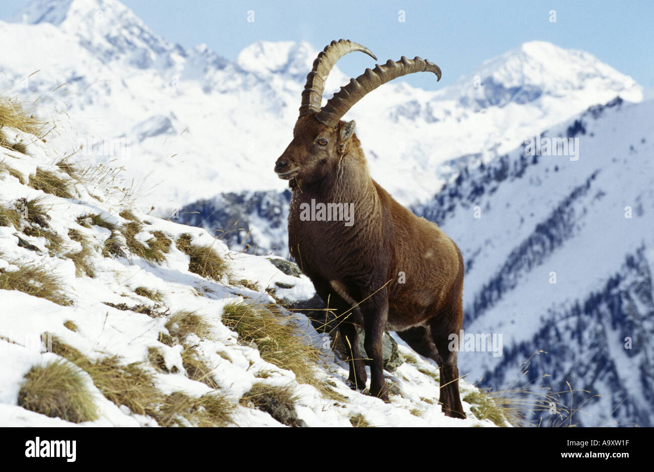 Alpine Ibex Capra Ibex In Winter With Mountain Scenery In Alpine Ibex Capra Ibex In Winter With Mountain Scenery In