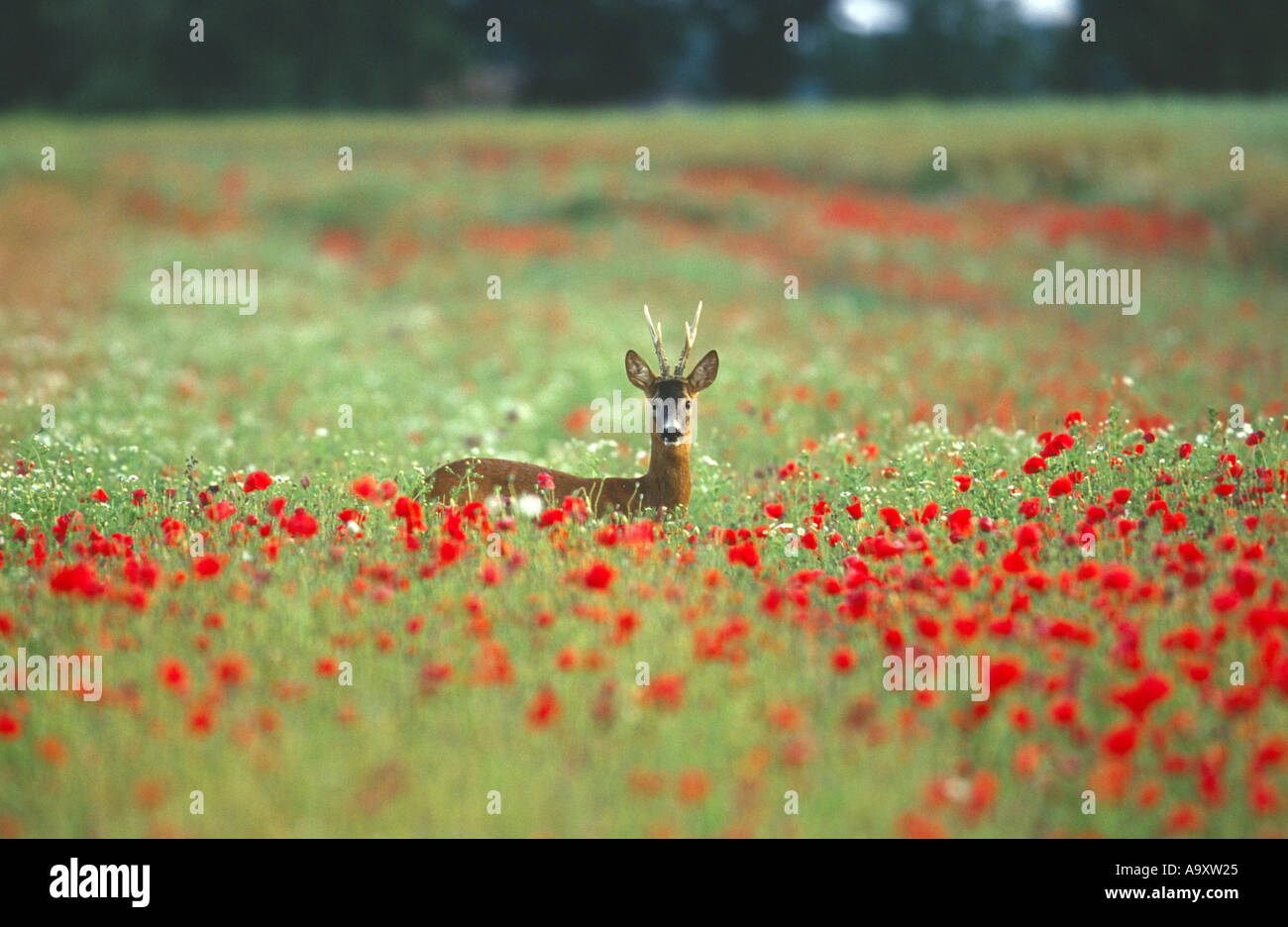 roe deer (Capreolus capreolus), buck standing on poppy meadow, looking ...