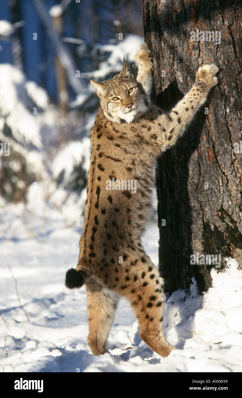 Carpathian lynx (Lynx lynx carpathicus), sharpening it's claws at tree ...