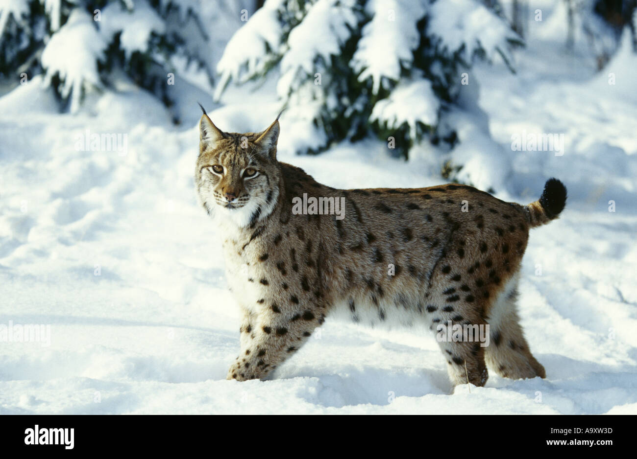 Carpathian Lynxes High Resolution Stock Photography and Images - Alamy