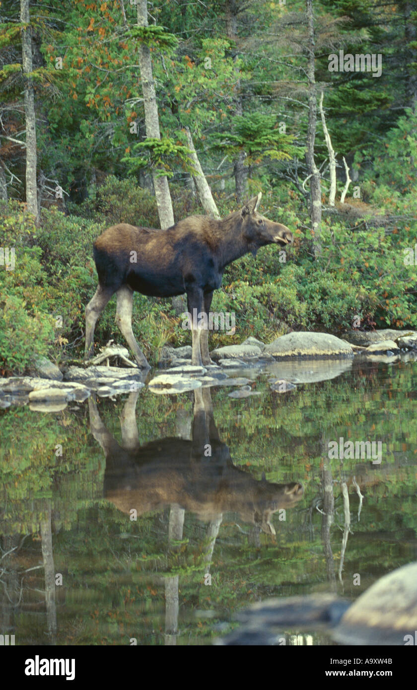 Canadian moose,Northeastern moose (Alces americana), moose bull ...