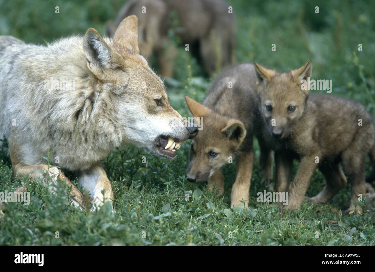 Gray Wolf (Canis lupus), female with two wolf puppies, displaying teeth ...