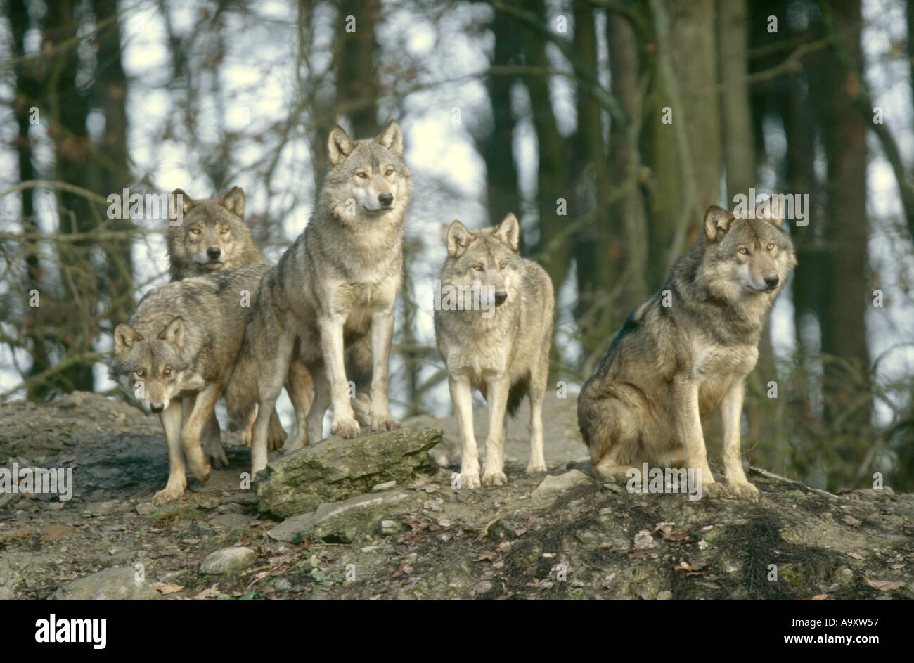 Gray wolf (Canis lupus), pack, Germany, Baden-Wuerttemberg, game park ...