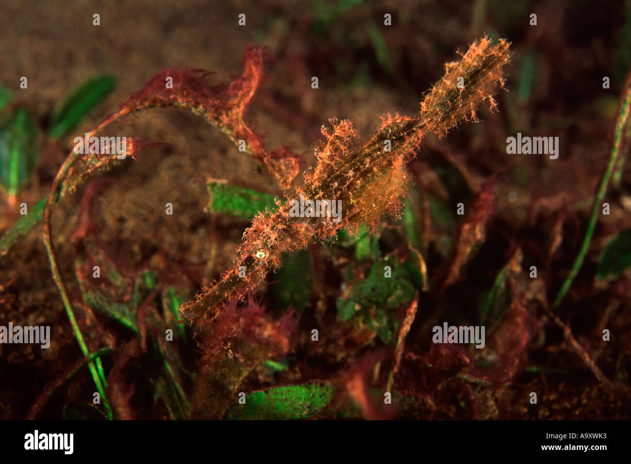 Rough snout ghostpipefish hi-res stock photography and images - Alamy