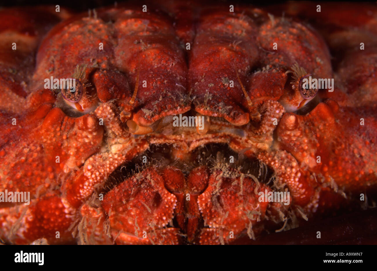 Roundcrab hi-res stock photography and images - Alamy