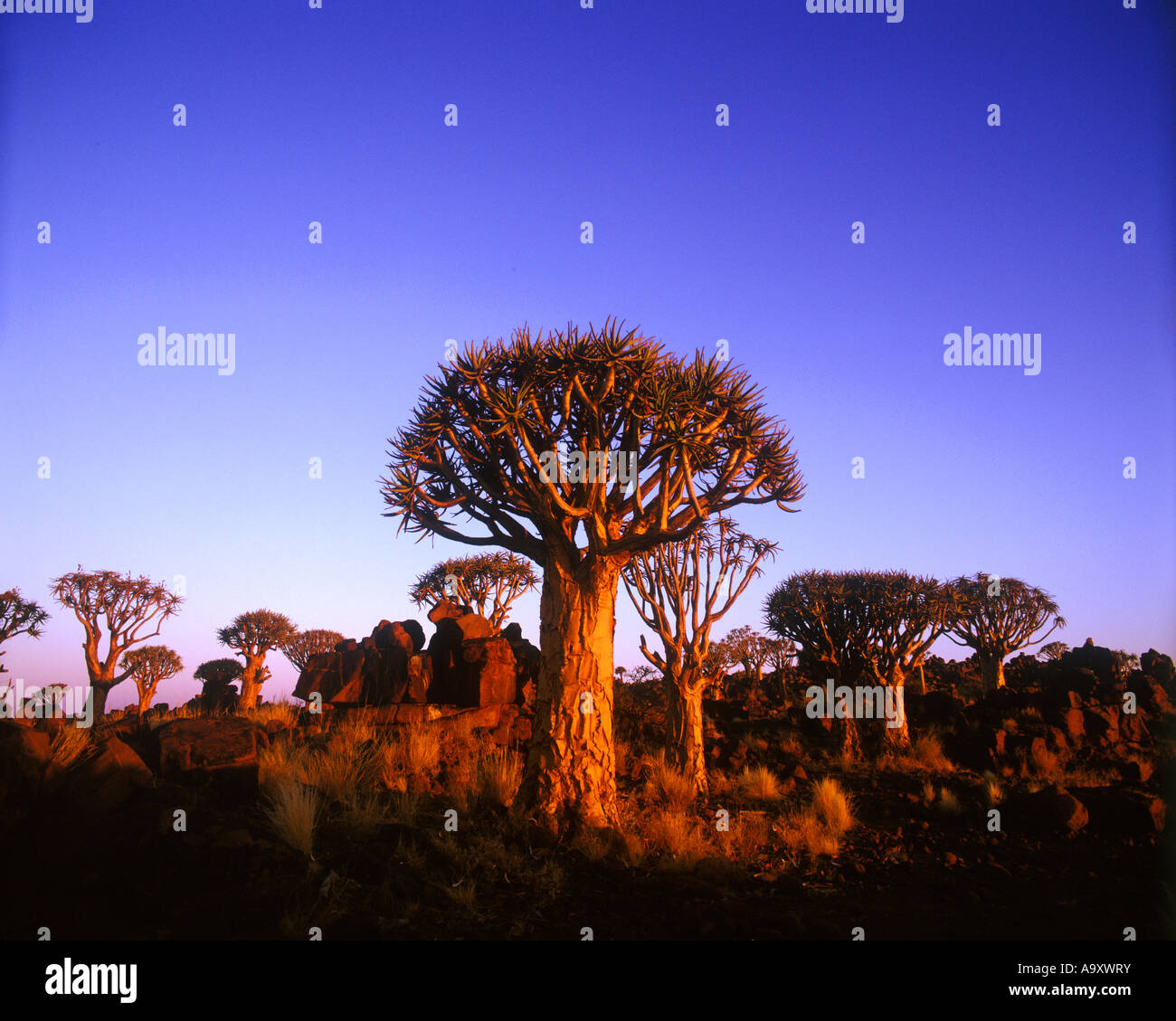 QUIVER TREES KOKERBOOM FOREST AT GIANTS PLAYGROUND KEETMANSHOOP NAMIBIA ...