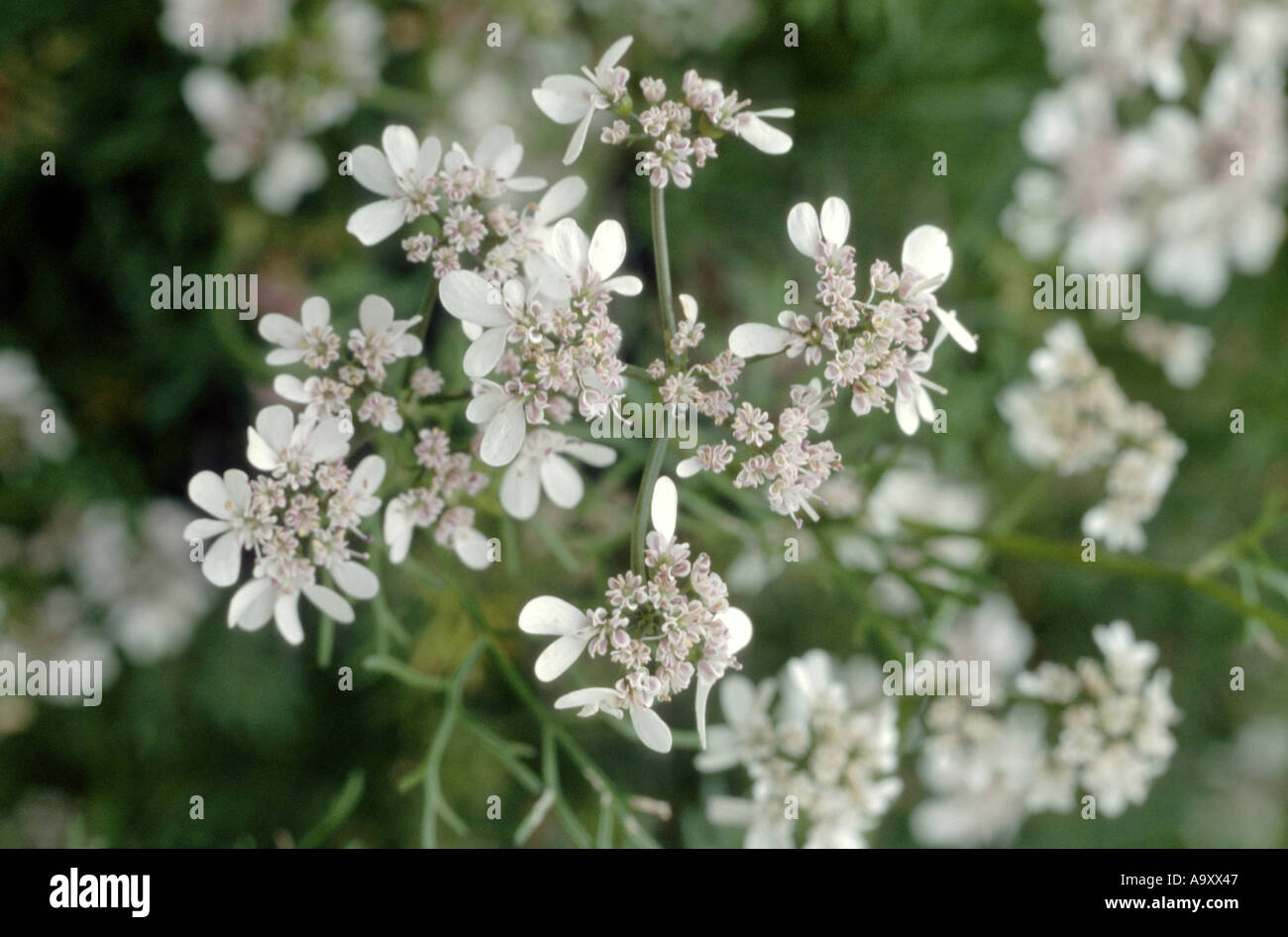 Coriander inflorescence hi-res stock photography and images - Alamy