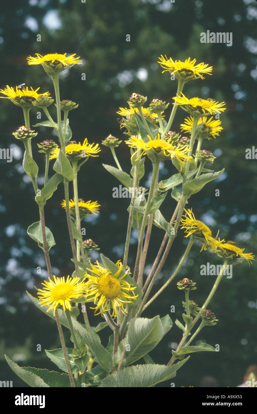 elecampane flower (Inula helenium), blooming Stock Photo - Alamy