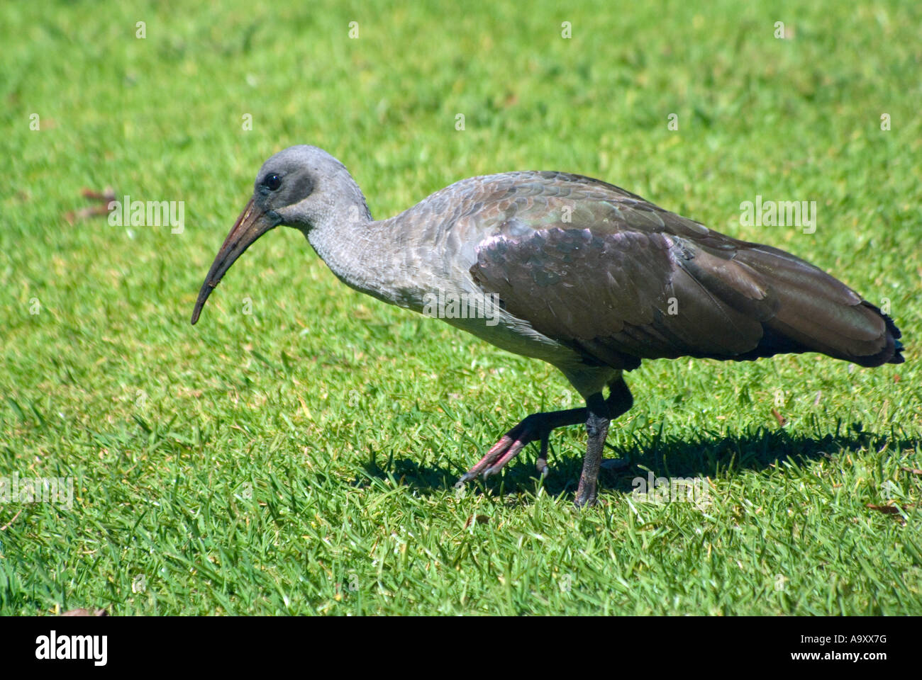 Animal feeding grass hi-res stock photography and images - Alamy