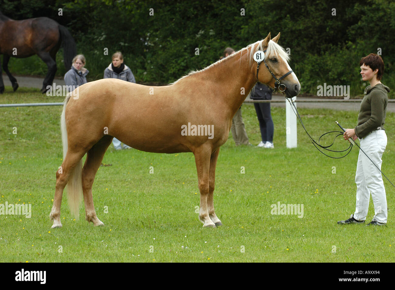 Connemara ponys hi-res stock photography and images - Alamy