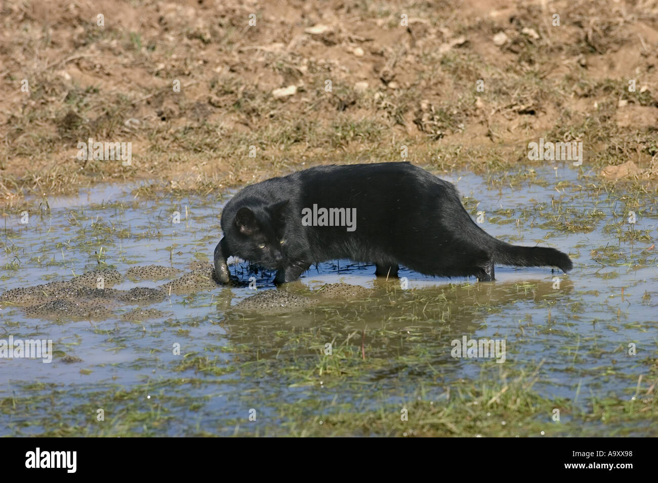 Cat hunting frogs hi-res stock photography and images - Alamy