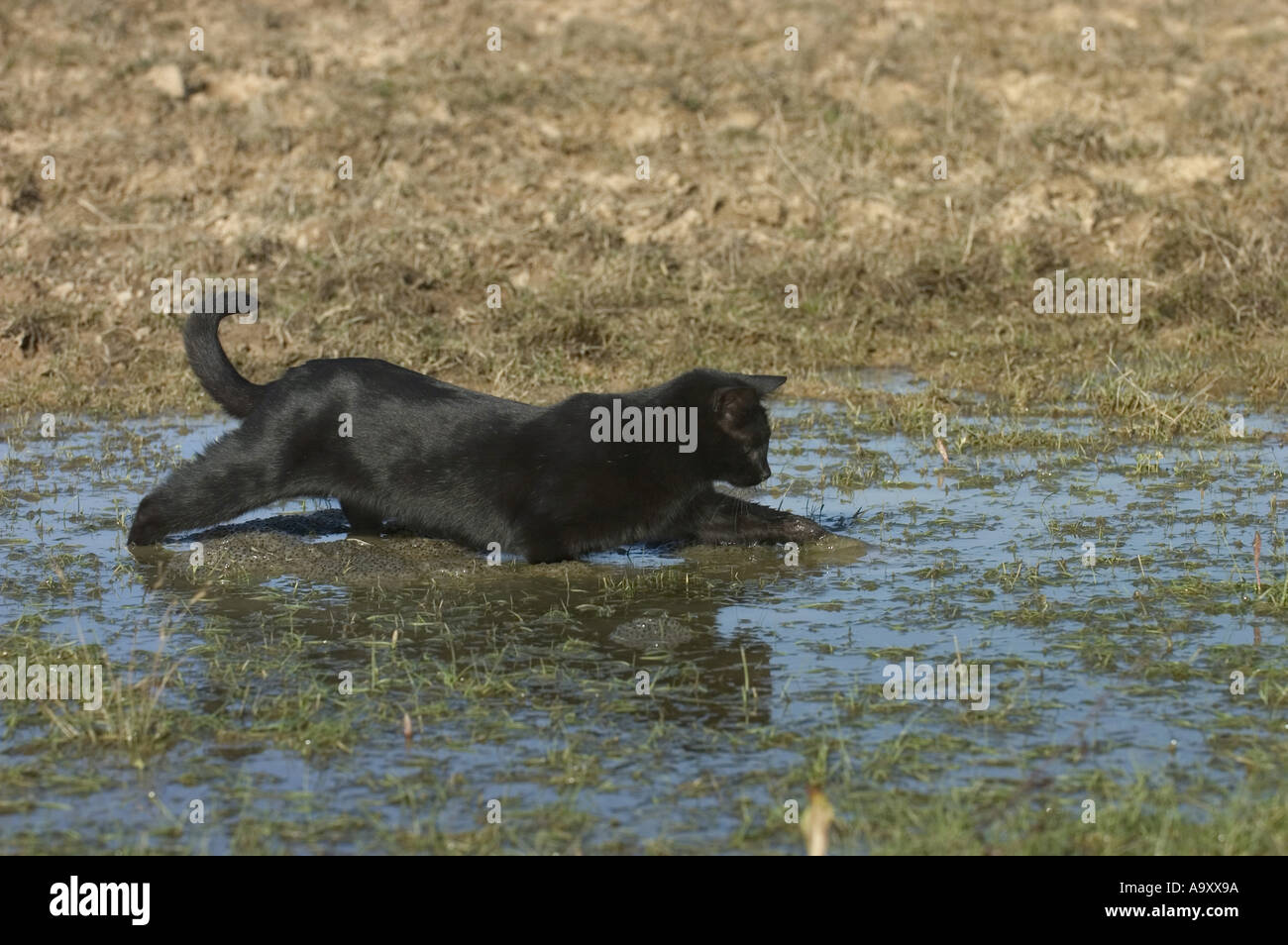 domestic cat (Canis lupus f. familiaris), cat hunting frogs Stock Photo ...